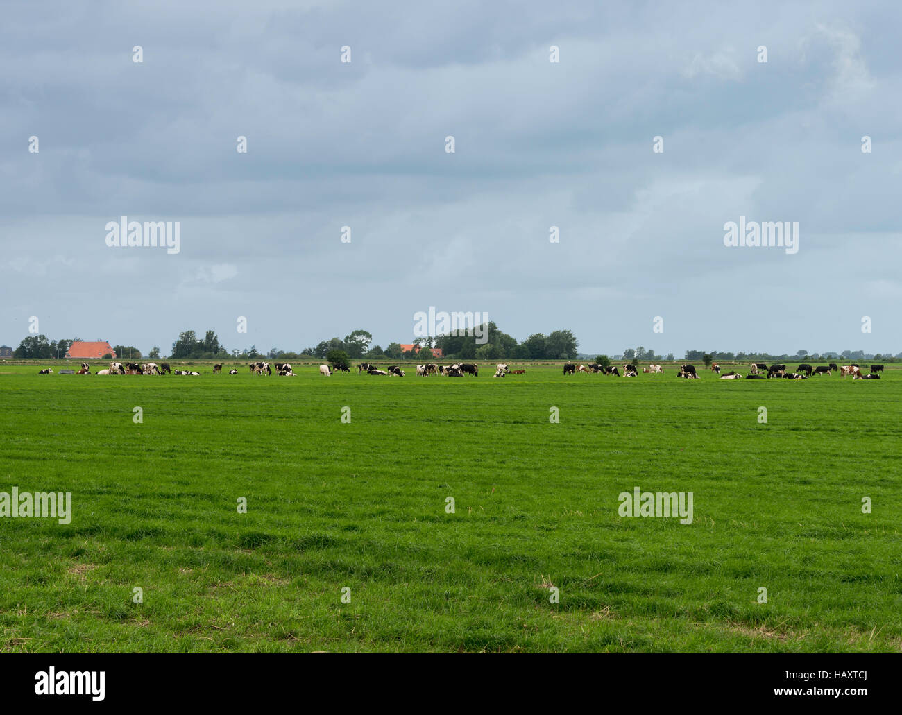 group of cows on farm in Friesland part of Holland Stock Photo - Alamy