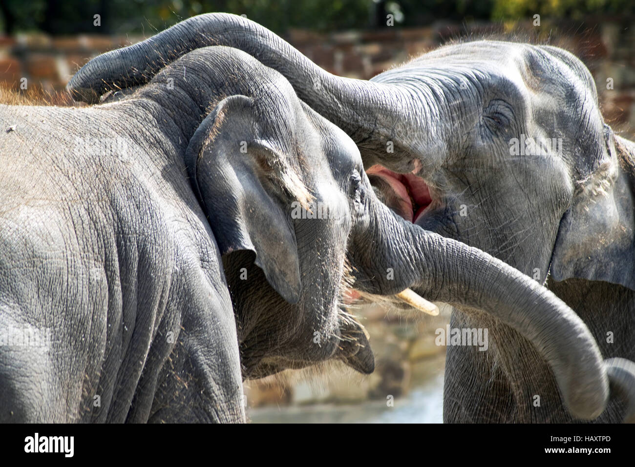 Two Asian elephants playing with each other Stock Photo - Alamy
