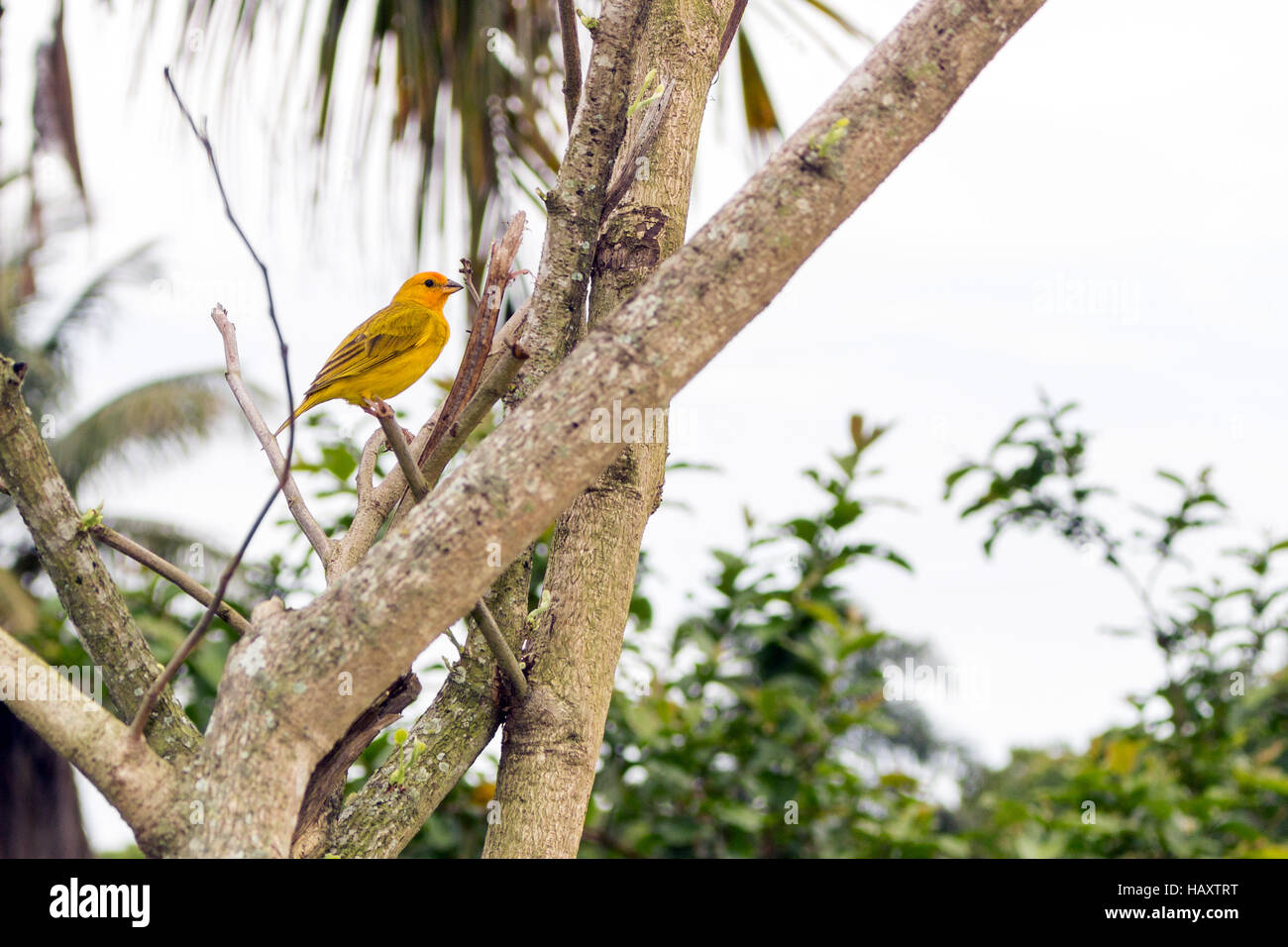 Saffron finch (Sicalis flaveola) is a tanager from South America ...