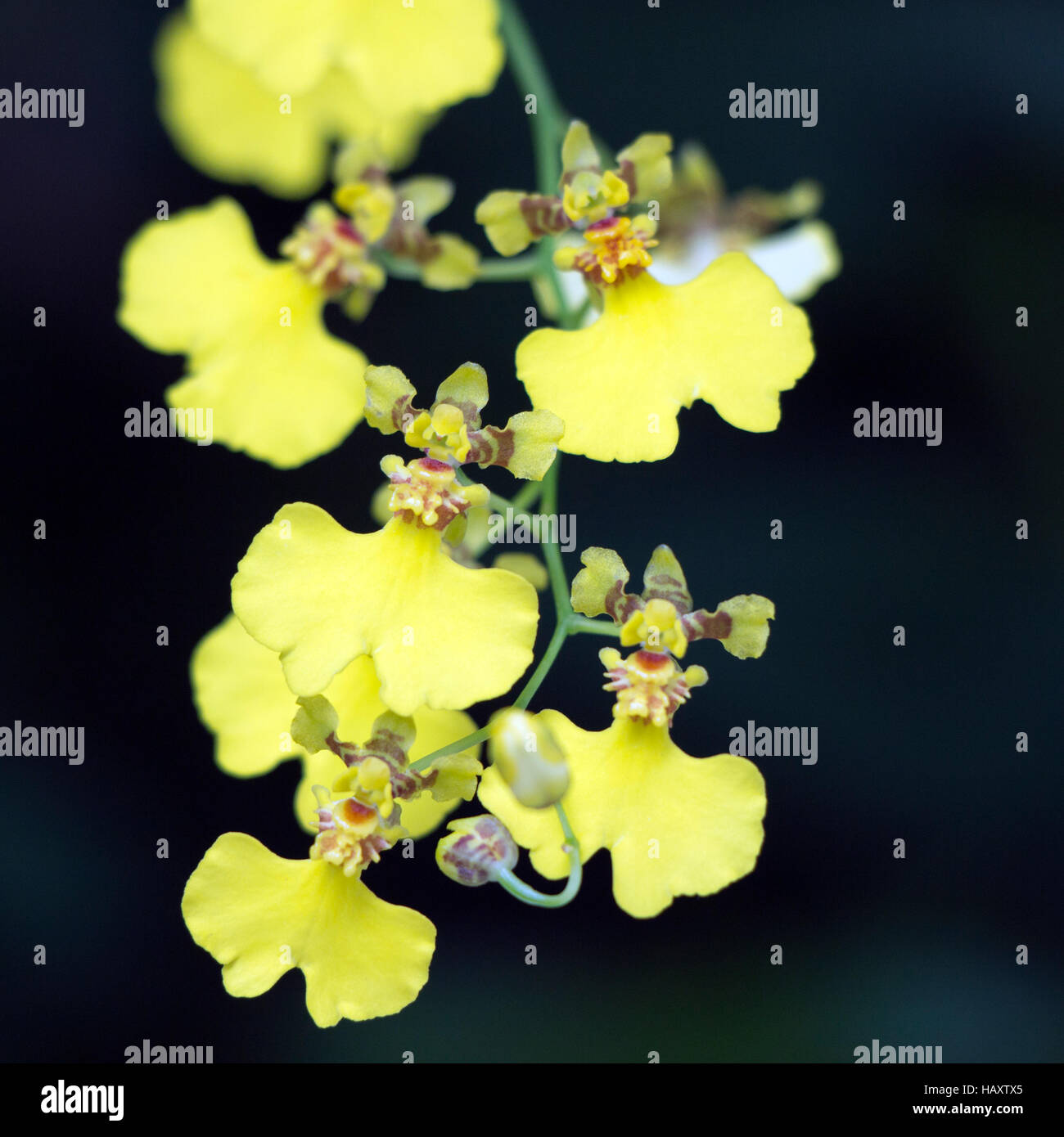 Yellow dancing lady orchid hi-res stock photography and images - Alamy