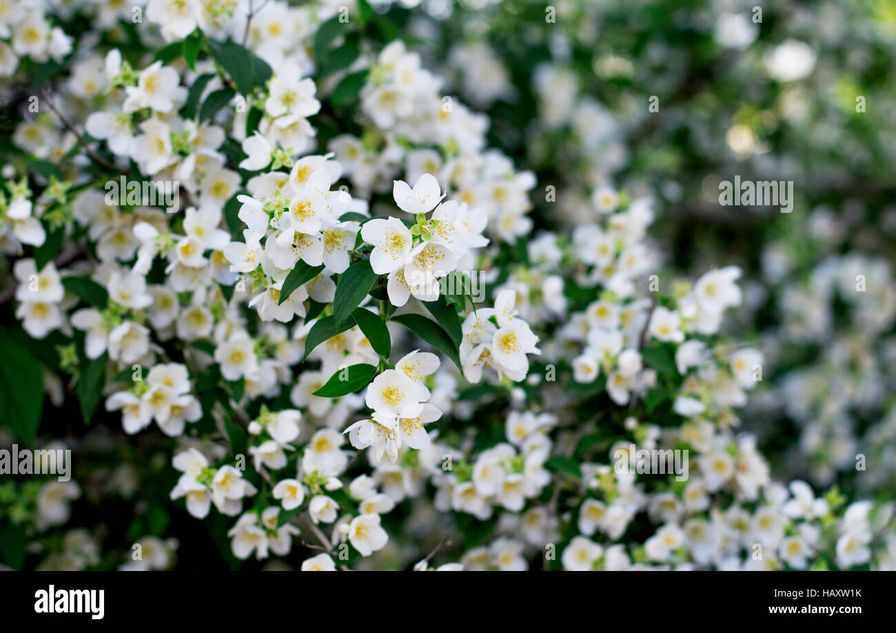 the blossoming jasmine branch close up Stock Photo - Alamy