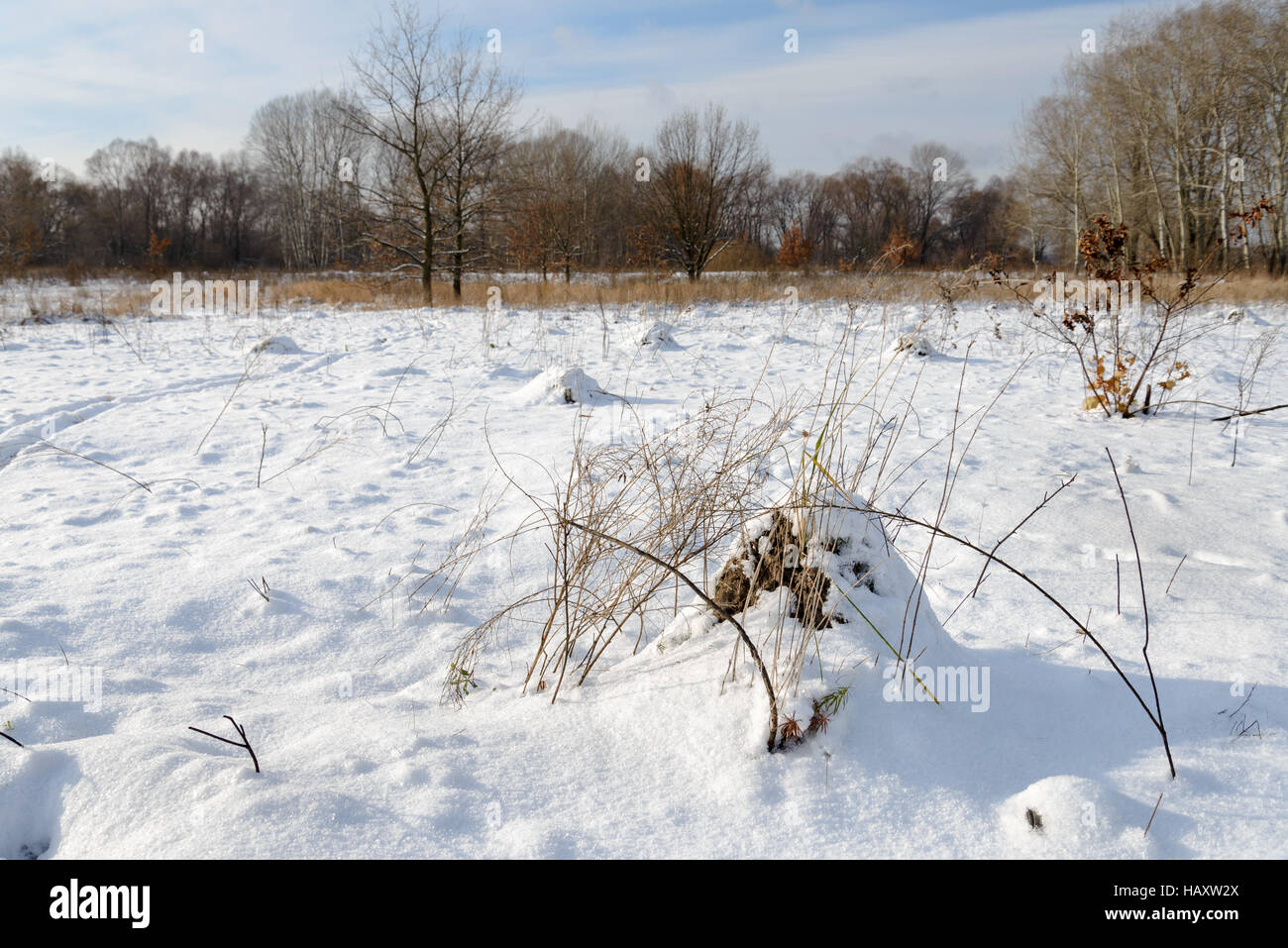 Clod of earth called molehill, caused by a mole, covered by snow in a ...