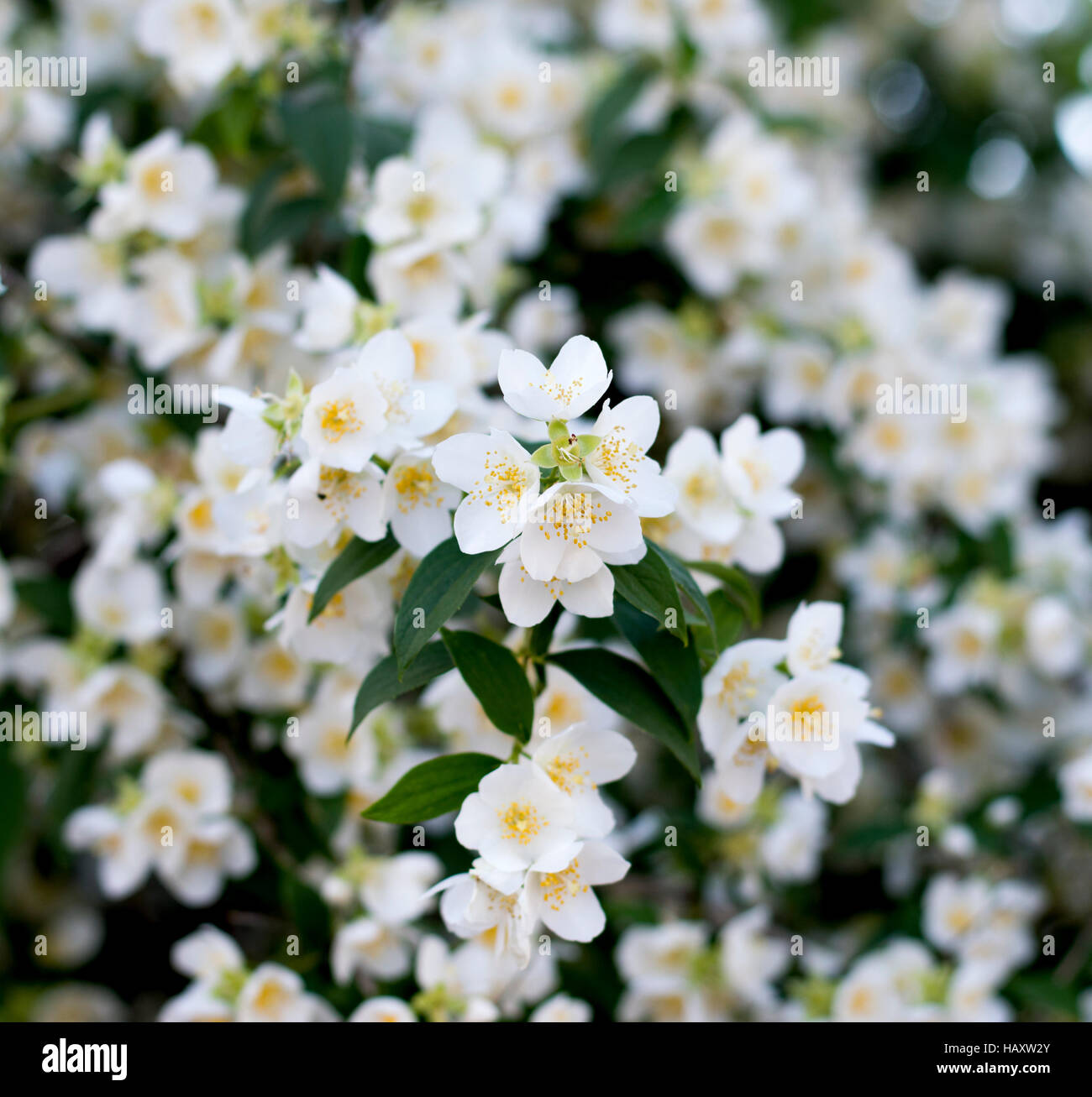 the blossoming jasmine branch Stock Photo - Alamy