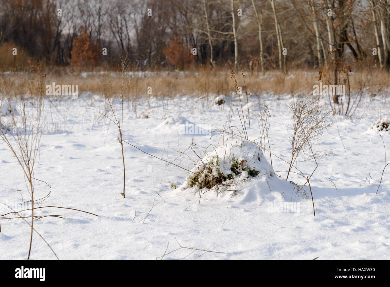 Clod of earth called molehill, caused by a mole, covered by snow in a ...