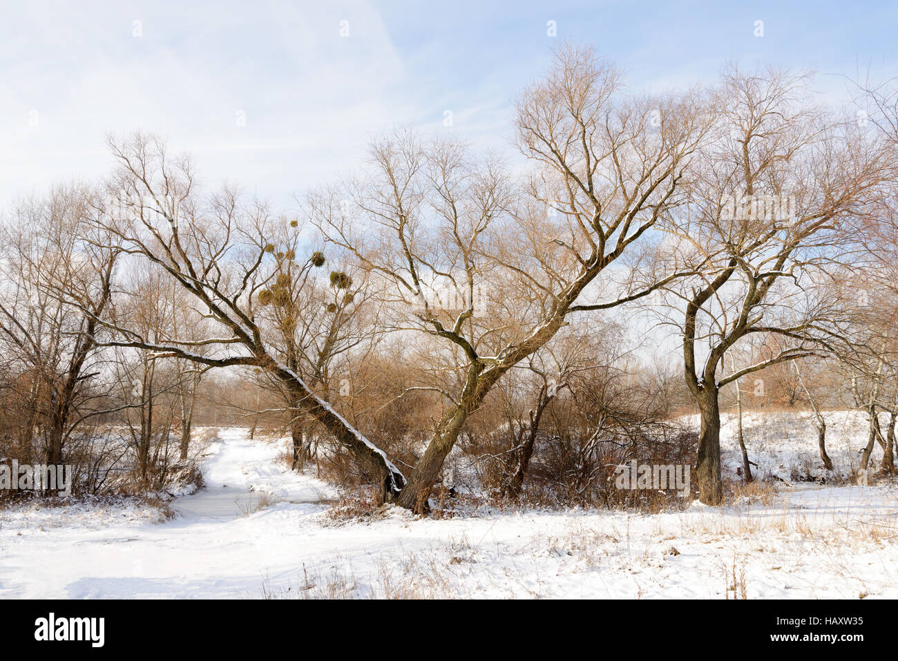 A broken Willow tree, with a "V" shape, in the snow during winter. Some ...