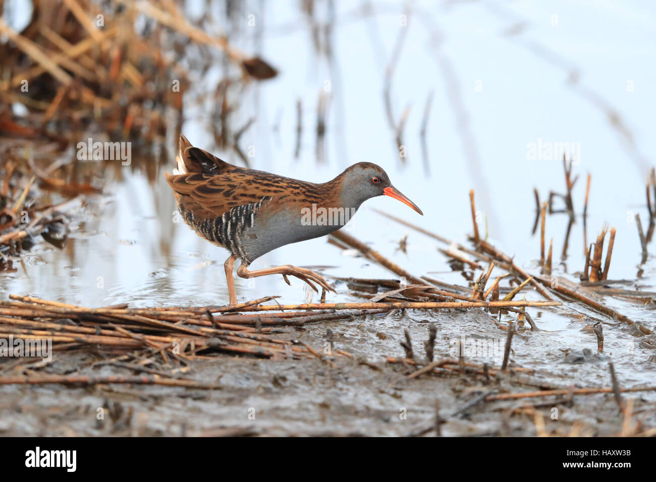 Water rail hi-res stock photography and images - Alamy