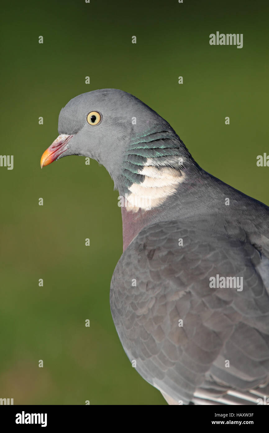 Adult common wood pigeon hi-res stock photography and images - Alamy