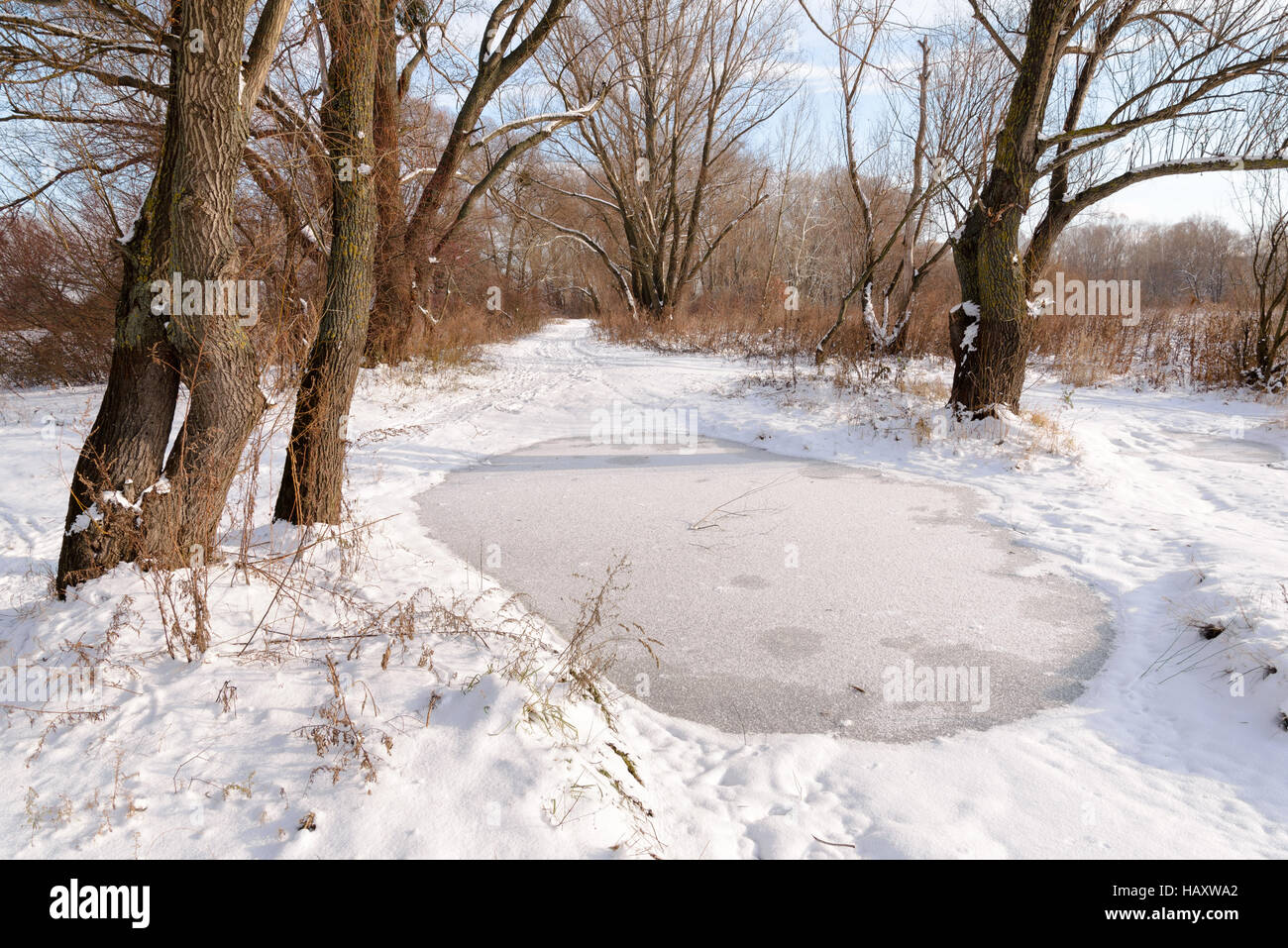 Frozen puddle on the trail after the snow fall in winter Stock Photo ...