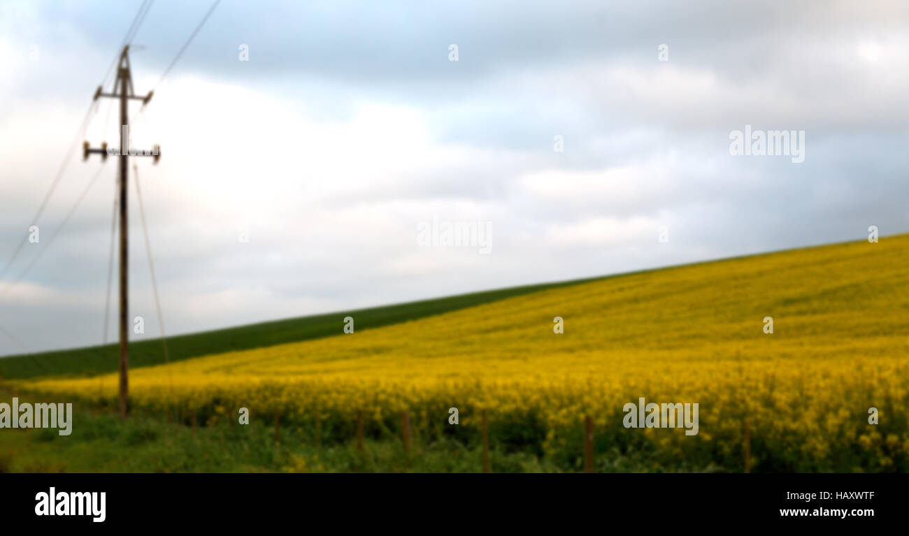 blur in south africa close up of the colza yellow field like texture ...