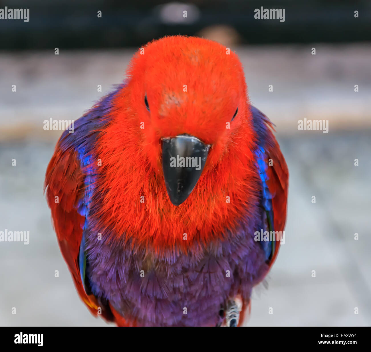 Parrot pole hi-res stock photography and images - Alamy
