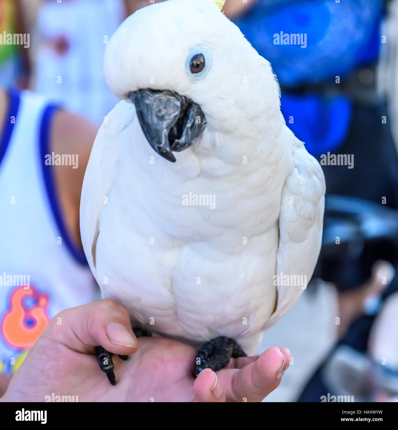 Sulphur-crested cockatoo standing on the hand Stock Photo - Alamy