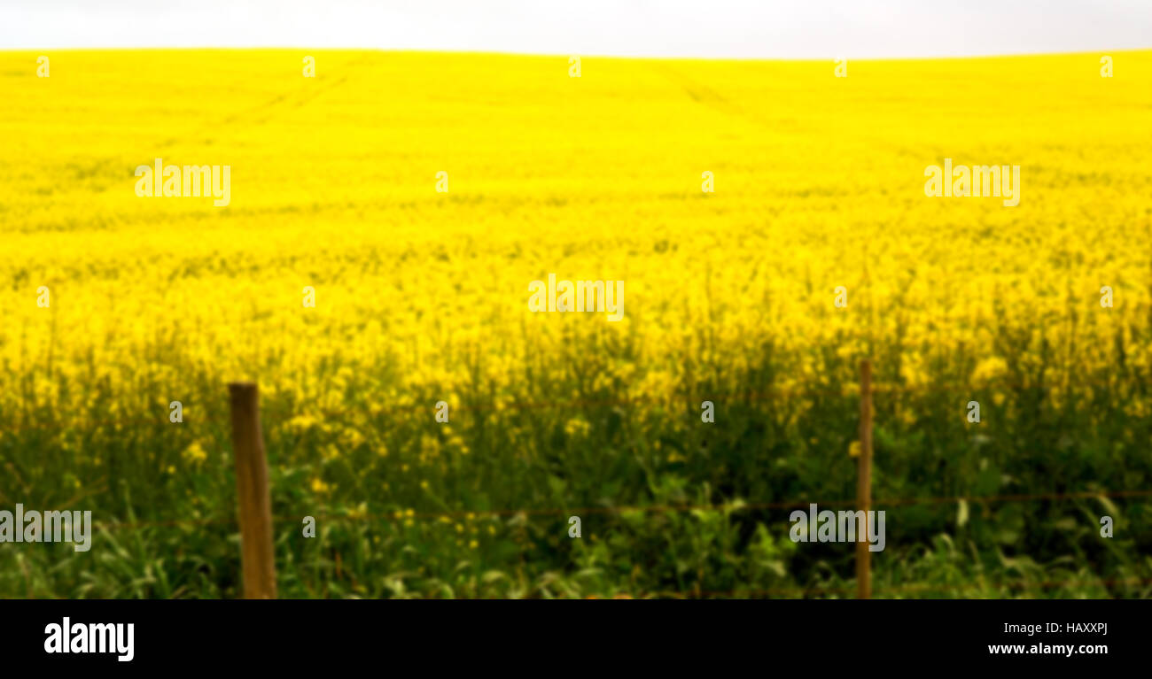 blur in south africa close up of the colza yellow field like texture background Stock Photo - Alamy