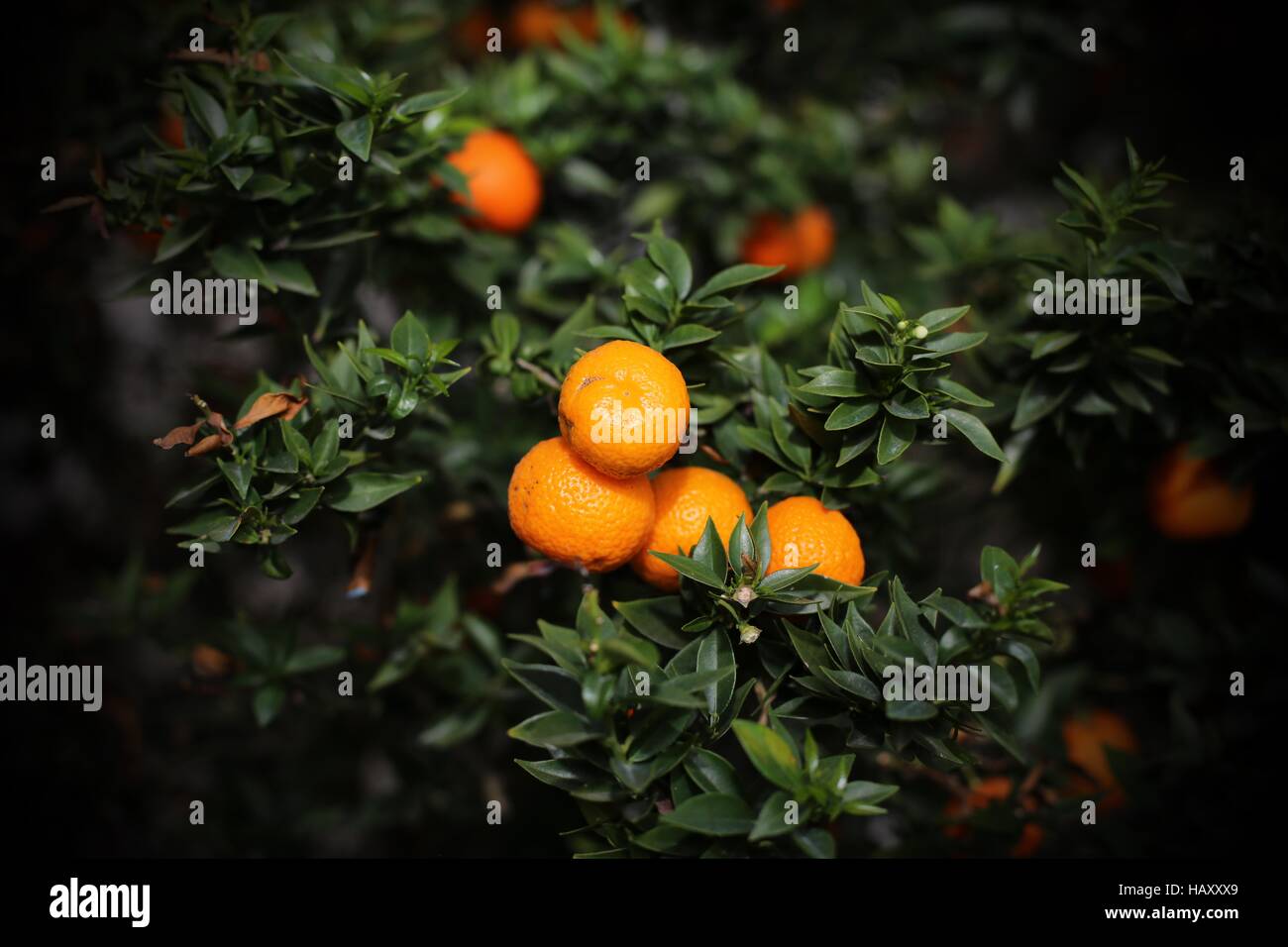 ripe orange clementines in a lush Mediterranean orchard Stock Photo - Alamy