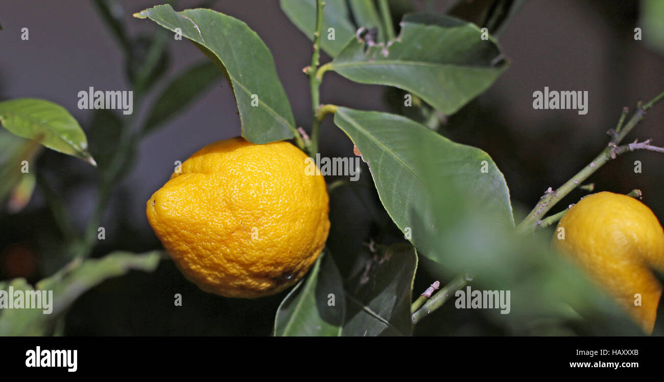 big yellow Mediterranean lemon with very thick and wrinkled skin Stock ...