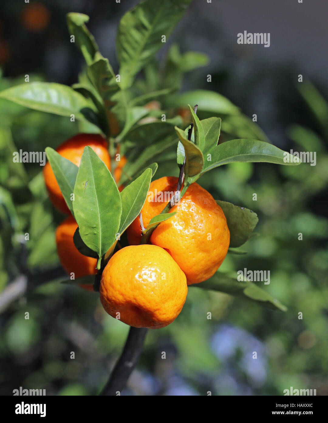Mediterranean orchard hi-res stock photography and images - Alamy