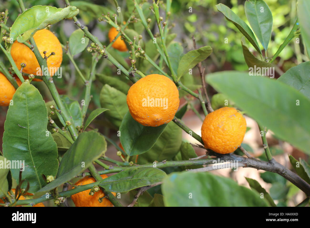 ripe orange clementines in a lush Mediterranean orchard with leaves ...