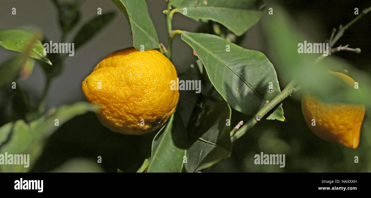 ripe big yellow lemon mediterranean Stock Photo - Alamy