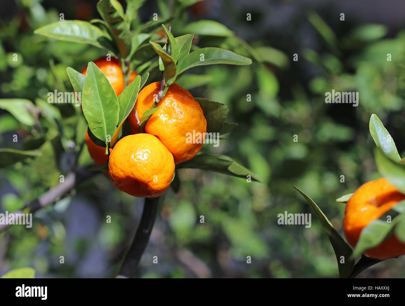 ripe orange clementines in a lush orchard of orangery Stock Photo - Alamy
