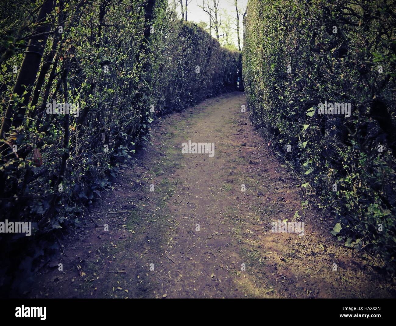 narrow dead end street in the maze of tall hedges Stock Photo - Alamy