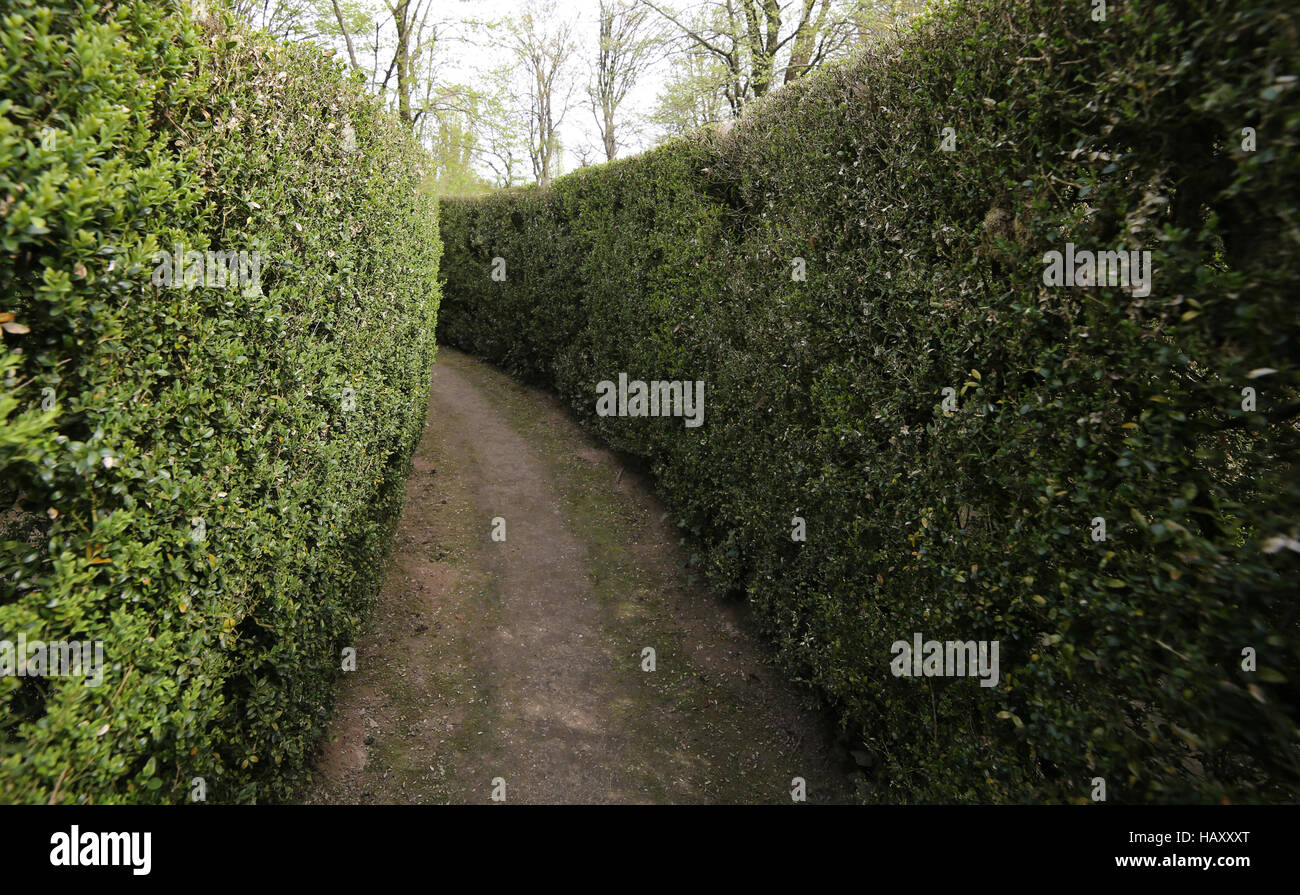 narrow dead end street in an intricate maze of hedges Stock Photo - Alamy