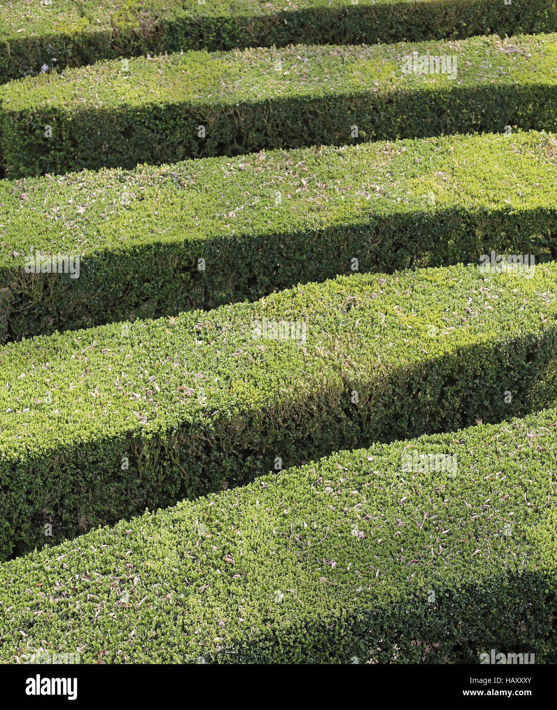 Details of thick hedges of a incredible maze of a garden Stock Photo ...