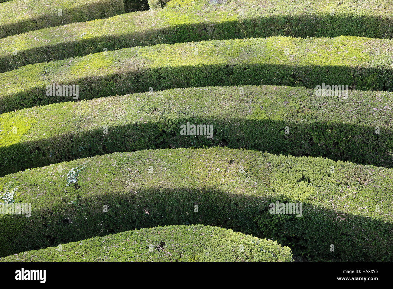 Details of thick hedges of a maze of a garden Stock Photo - Alamy