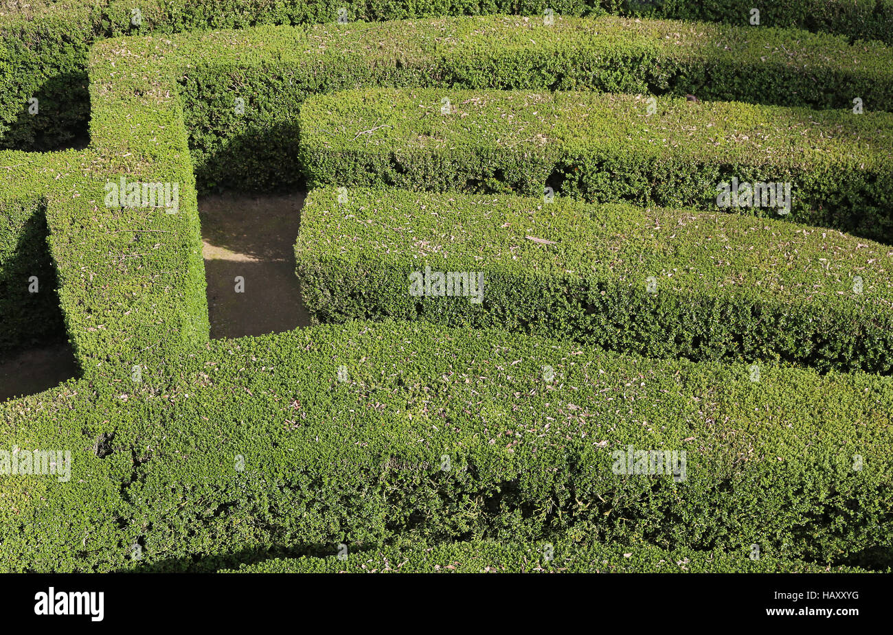 Details of thick hedges of a difficult maze outdoor Stock Photo - Alamy