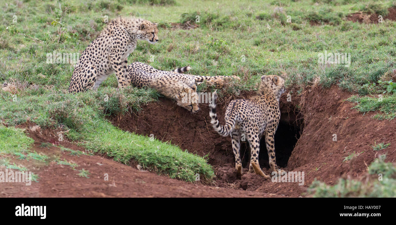 Three Cheetah cubs at the entrance to a hole, Lewa Kenya Africa Stock ...