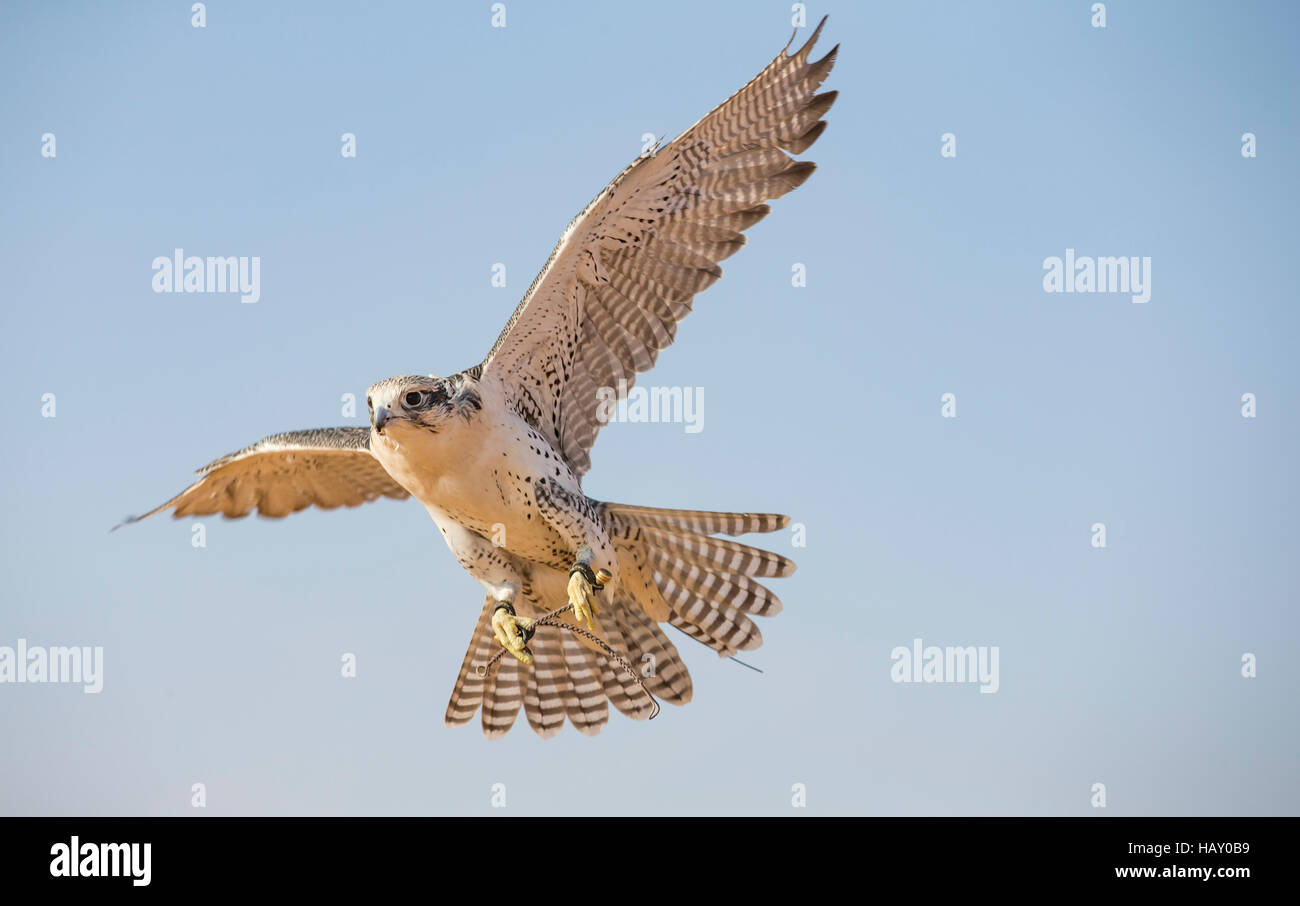Dubai, UAE, November 19th, 2016: A falconer in traditional outfit ...