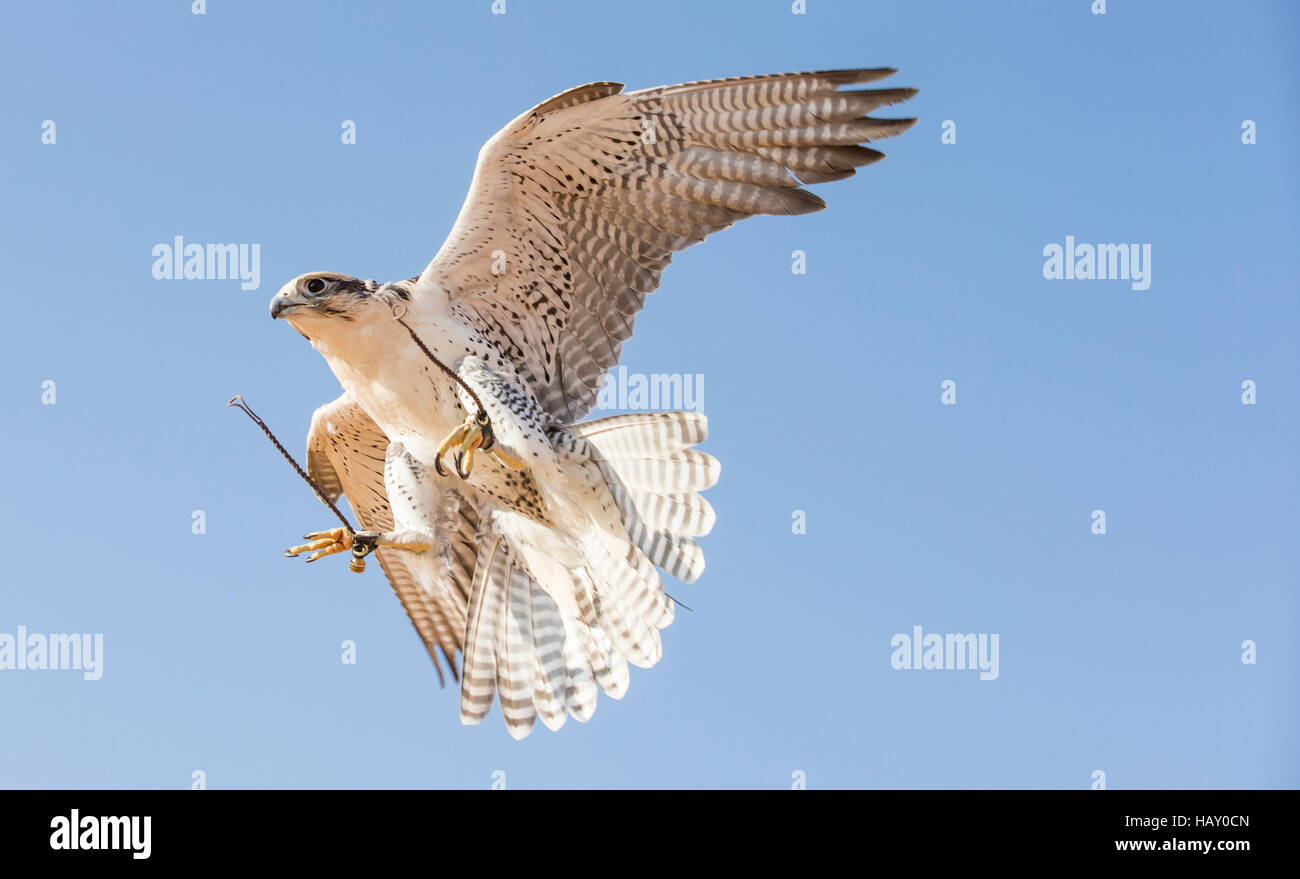 Dubai, UAE, November 19th, 2016: A falconer in traditional outfit ...