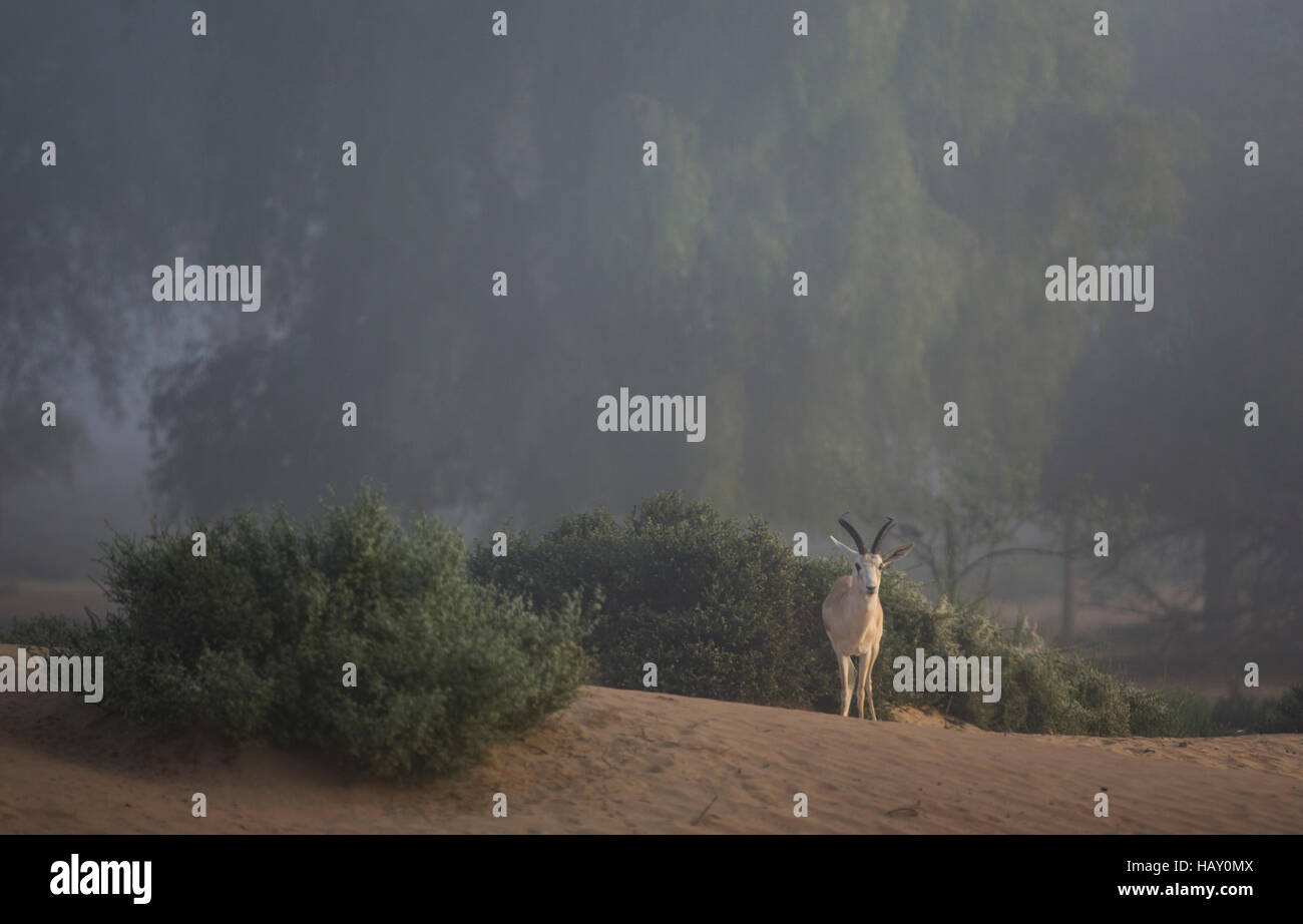 Desert gazelle (Gazella dorcas) in a mist near Dubai Stock Photo - Alamy