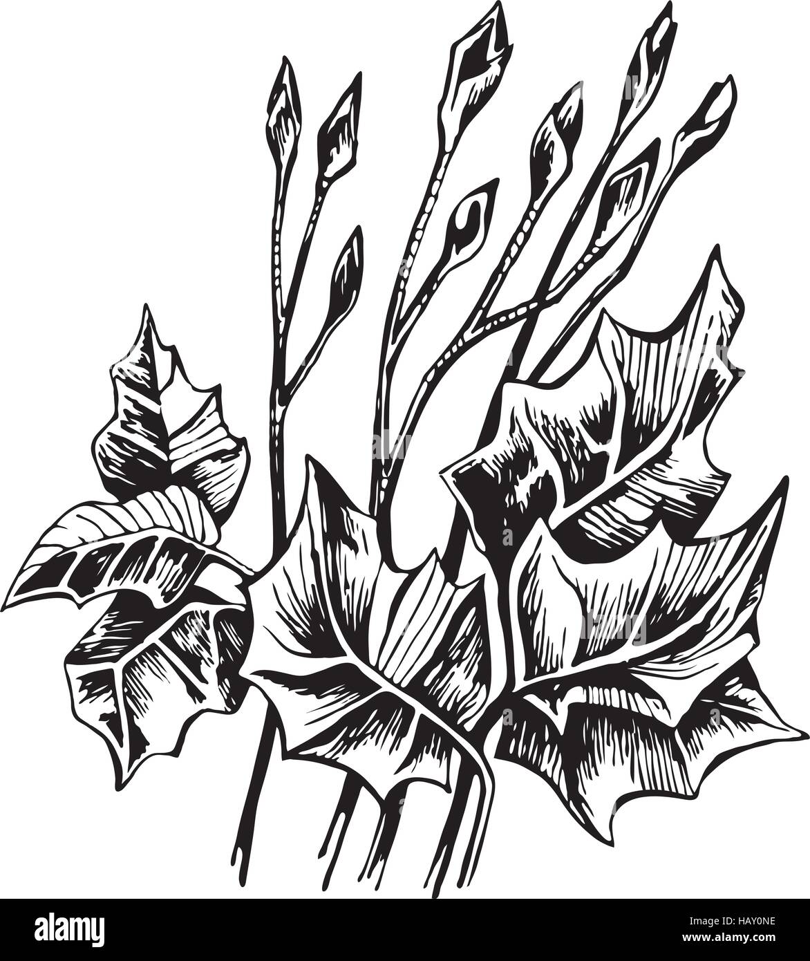 Black background shoots Stock Vector Images - Alamy