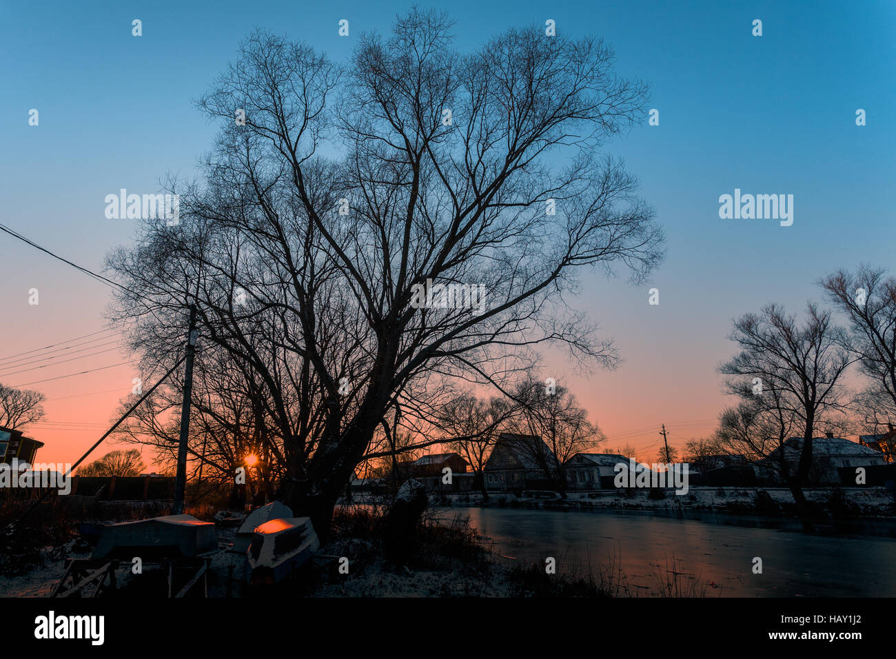 old tree at sunset Stock Photo - Alamy