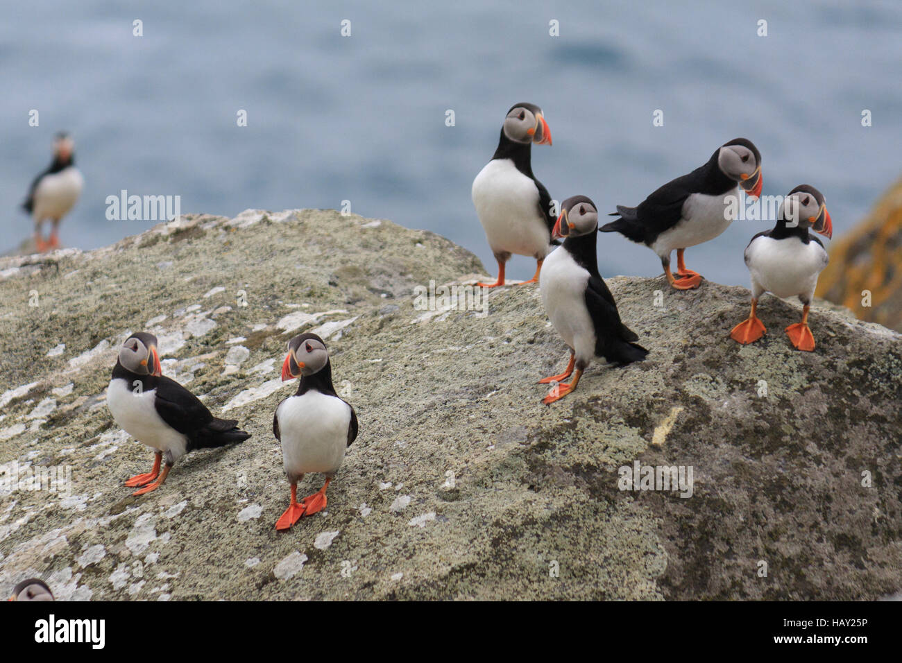 Group atlantic puffins rests on hi-res stock photography and images - Alamy