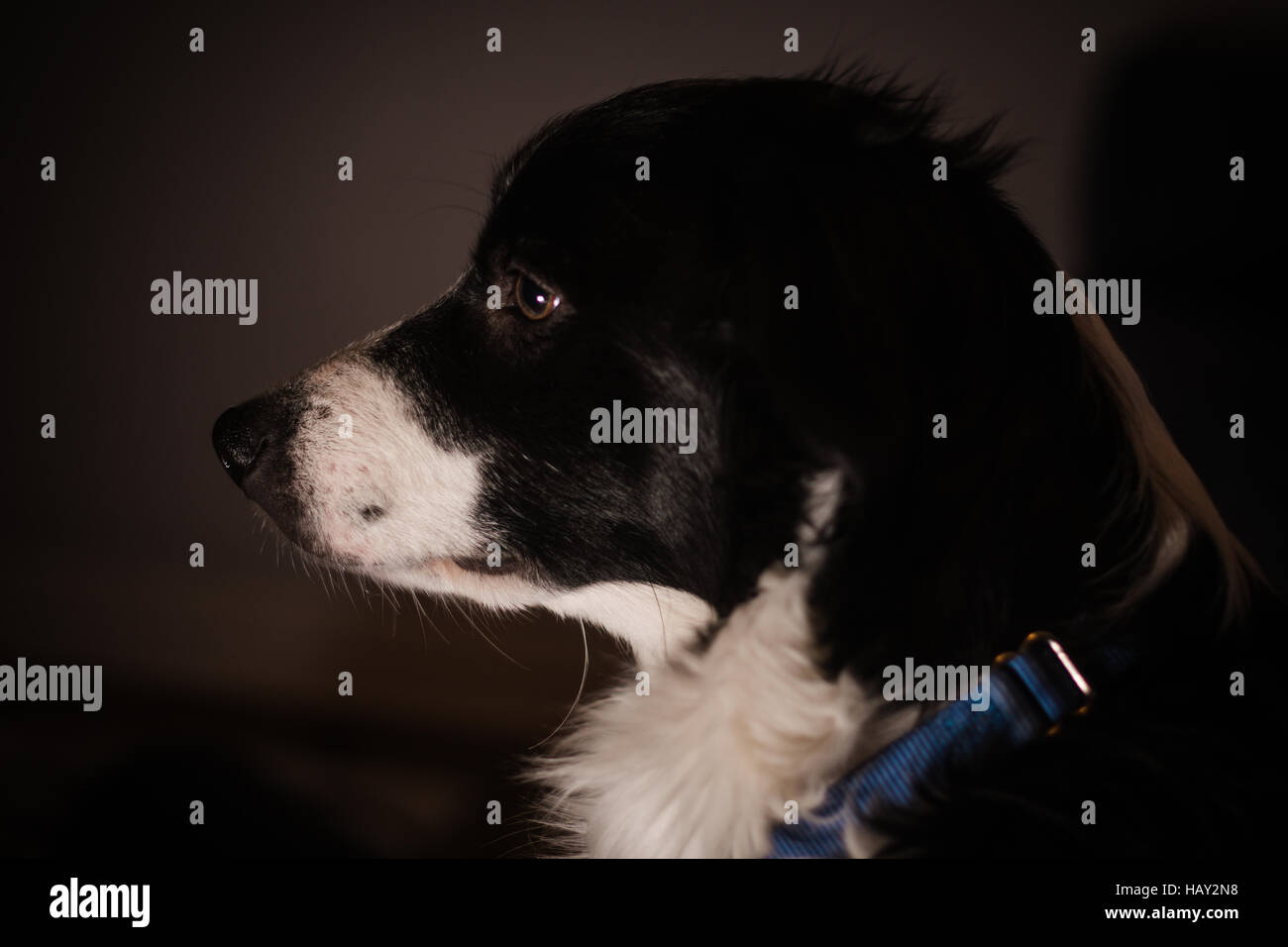 A border collie in profile with a dark background Stock Photo - Alamy