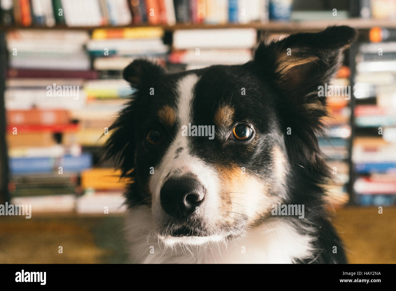 A border collie sits in front of a stack of books Stock Photo - Alamy