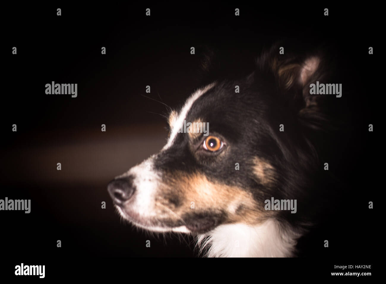 A border collie in profile with a dark background Stock Photo - Alamy