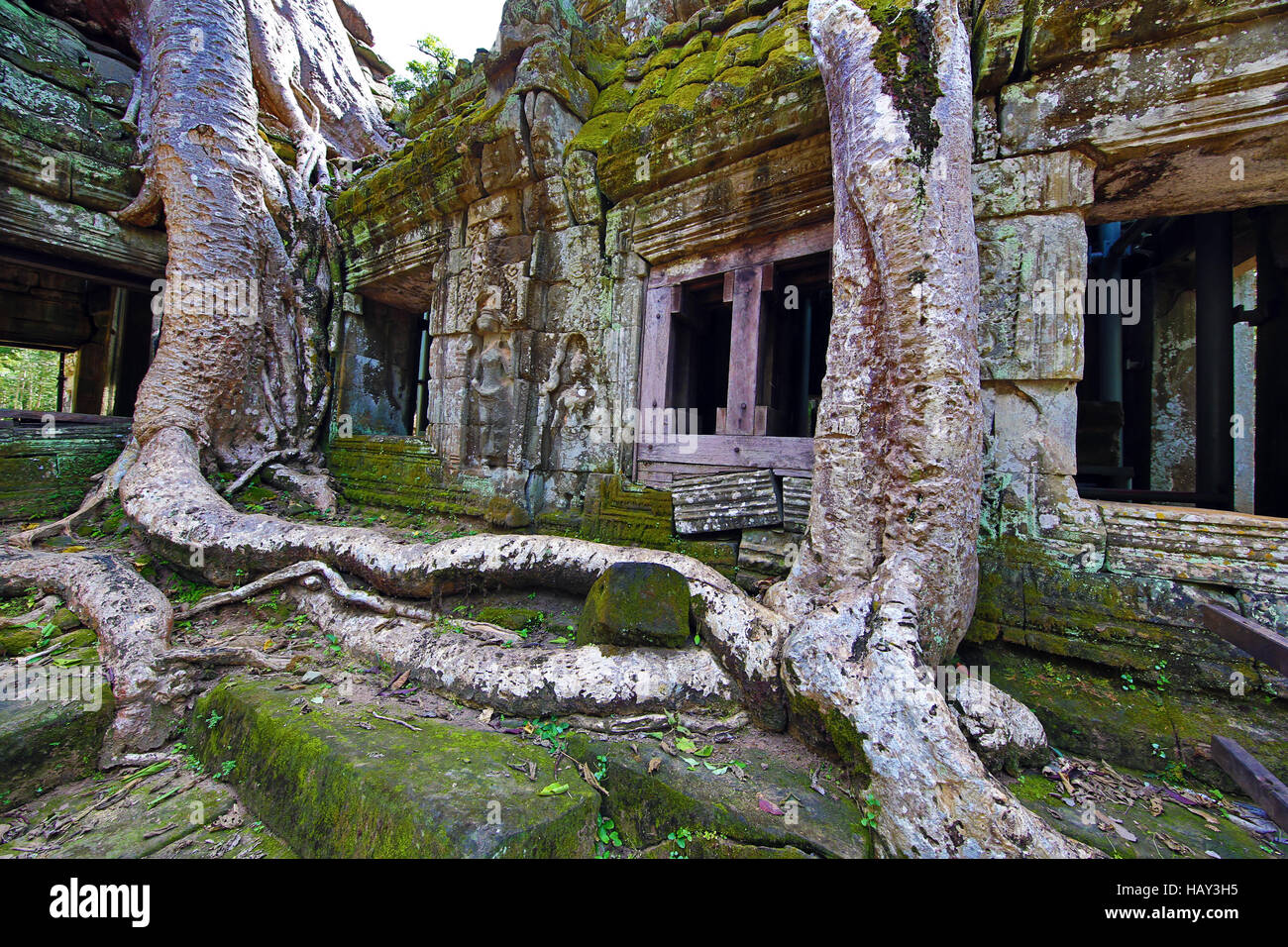 Spung tree roots covering ruins at Ta Prohm Temple, Angkor, Siem Reap ...