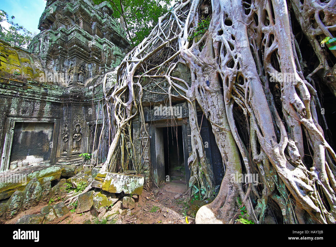 Spung tree hi-res stock photography and images - Alamy