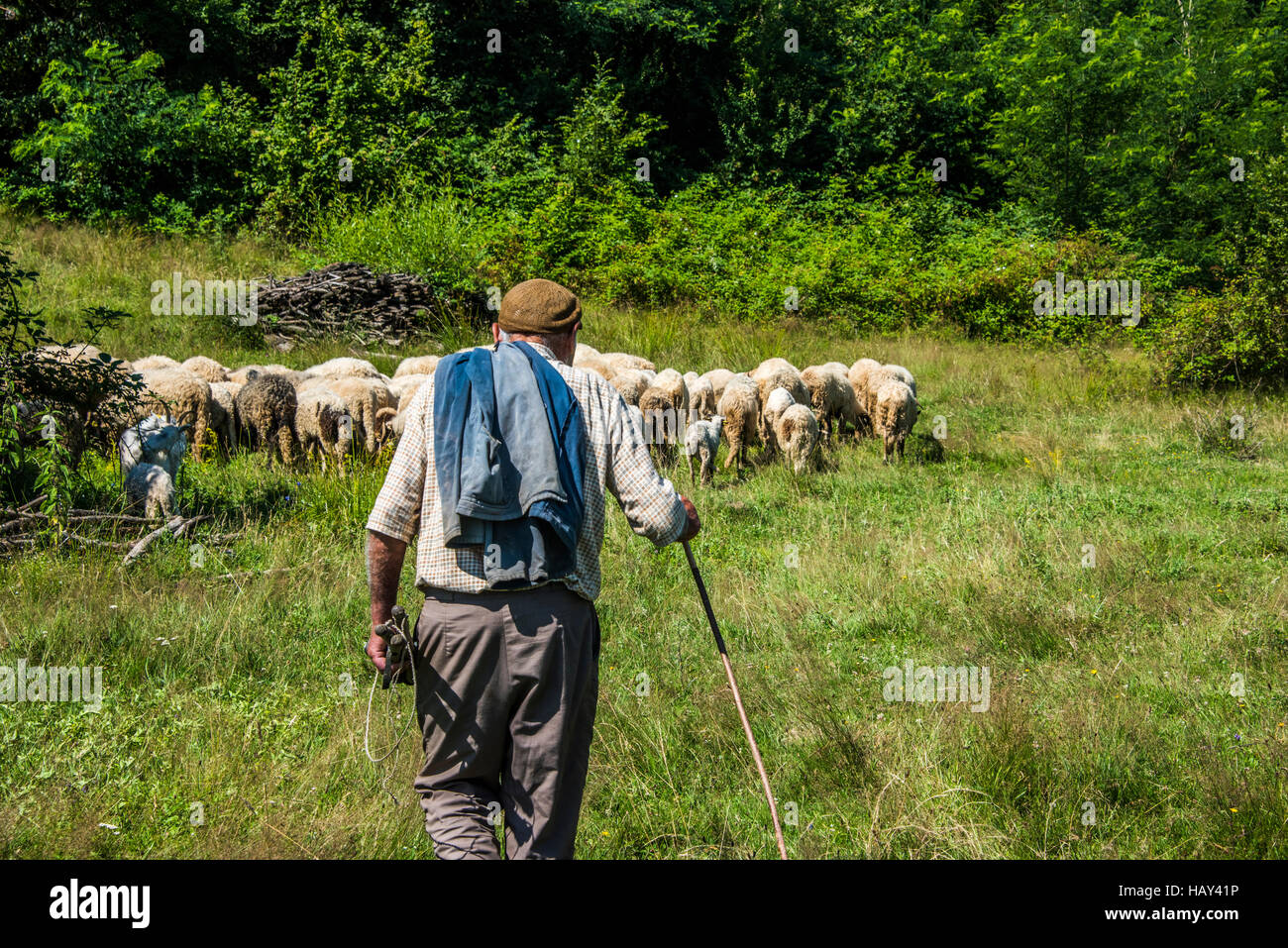 Number sheep hi-res stock photography and images - Alamy