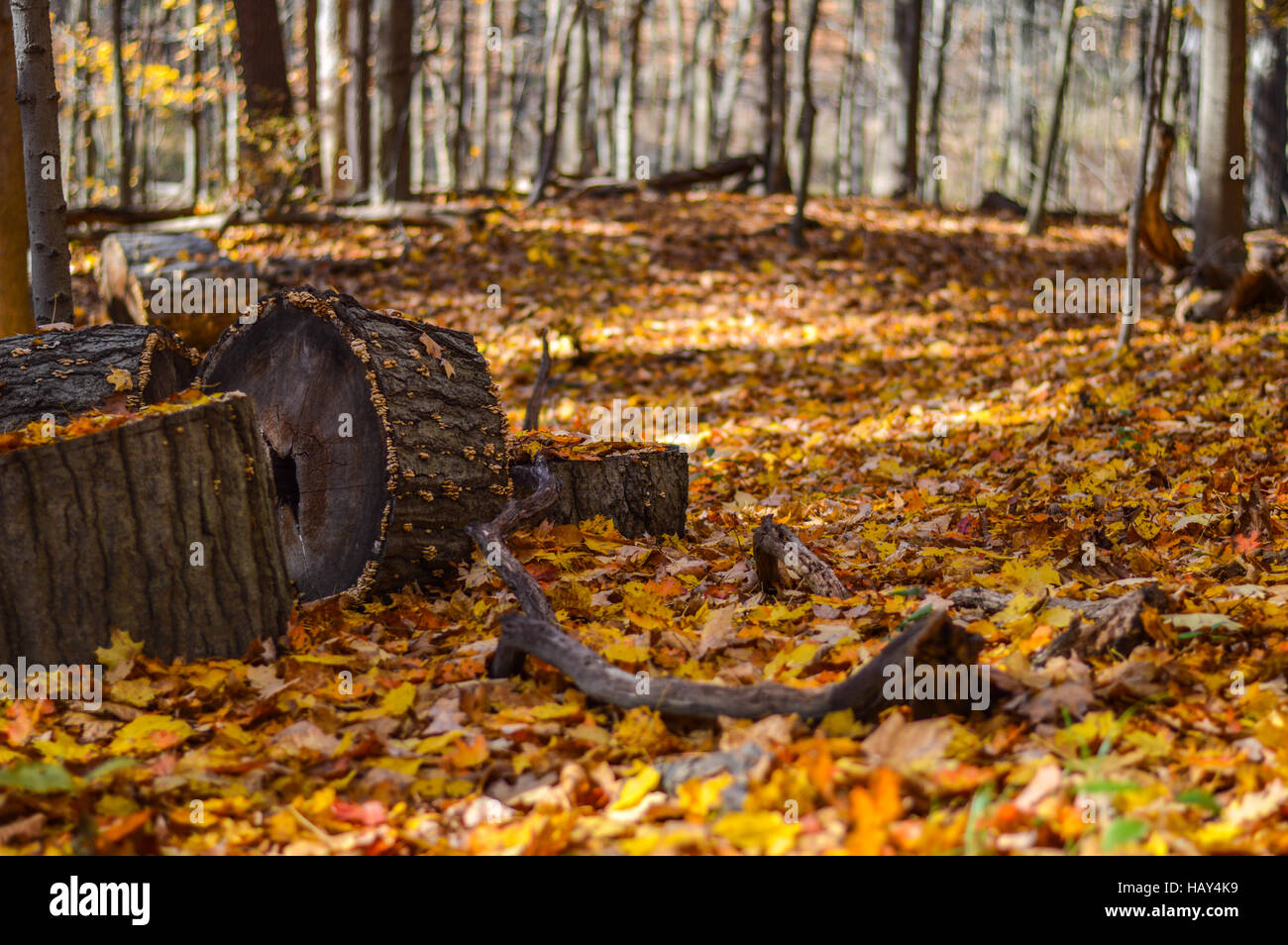 Cleveland metroparks fall leaves hi-res stock photography and images ...