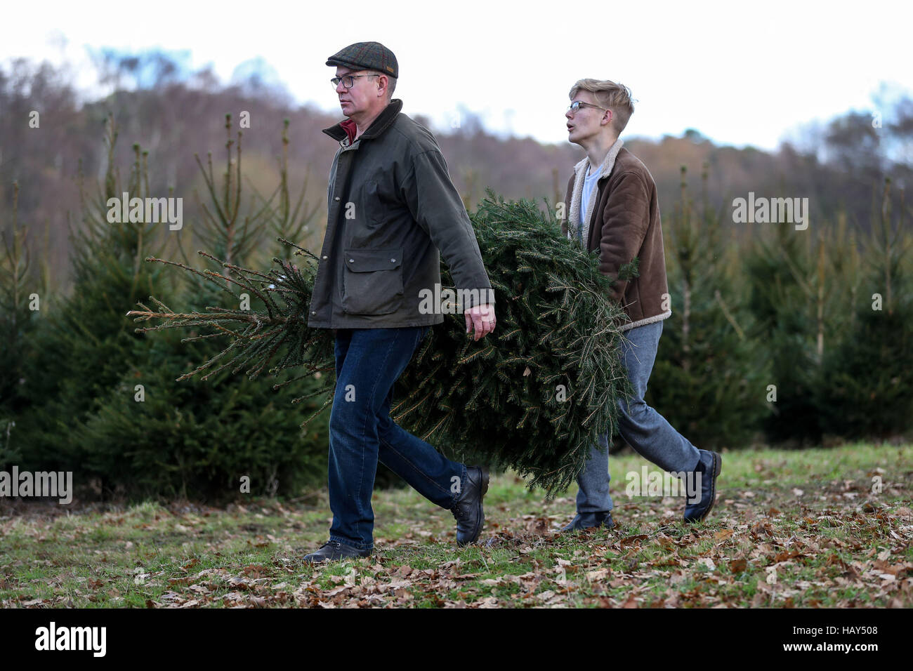 Two men carry a Christmas tree after having it cut on Wylds Farm near ...