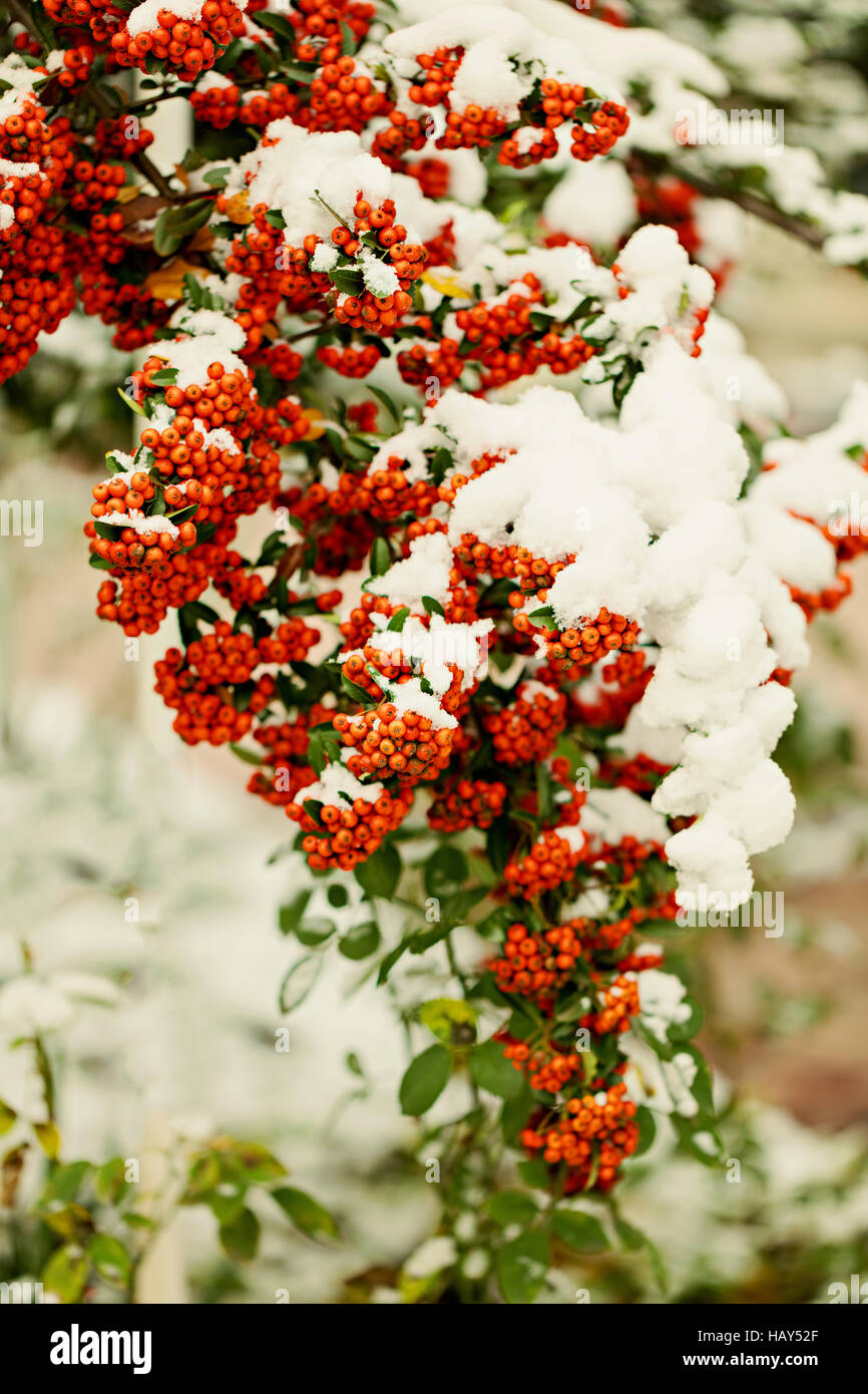Rowan tree in winter hi-res stock photography and images - Alamy