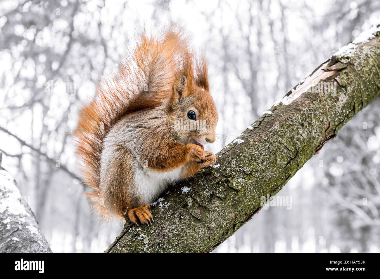 little red squirrel standing with nut on tree branch in winter forest ...