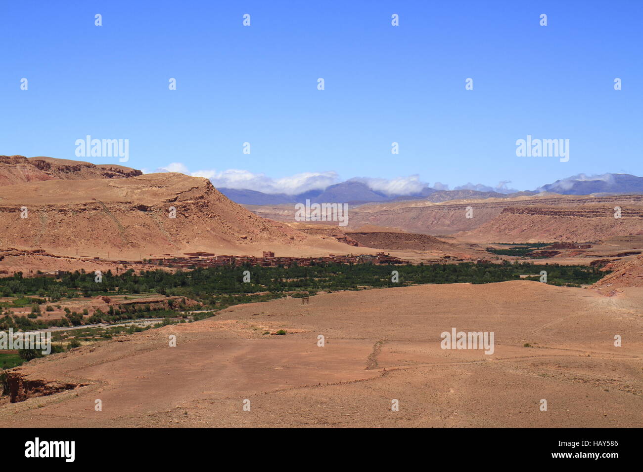 Palm olive plantation hi-res stock photography and images - Alamy