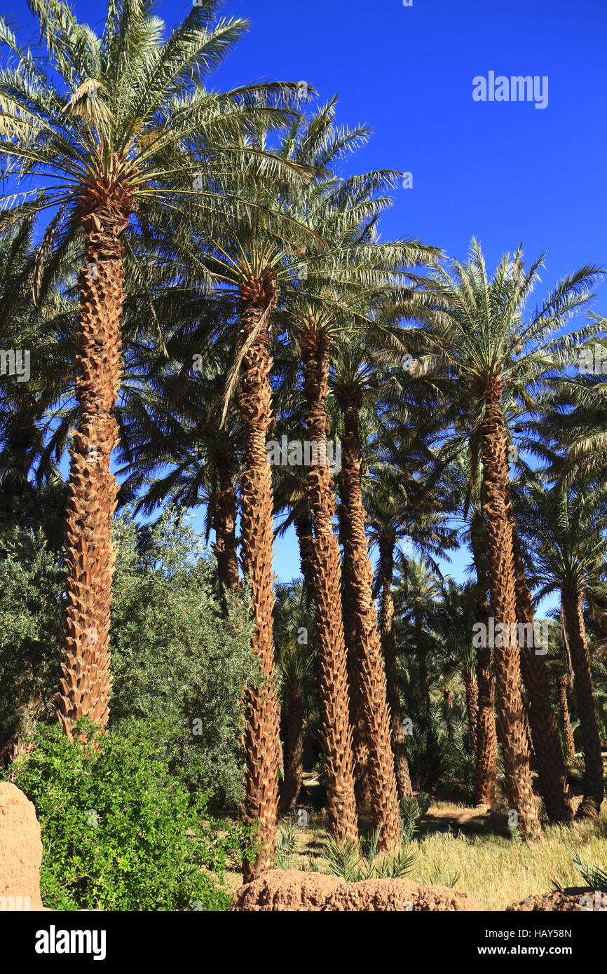 Wadi draa hi-res stock photography and images - Alamy