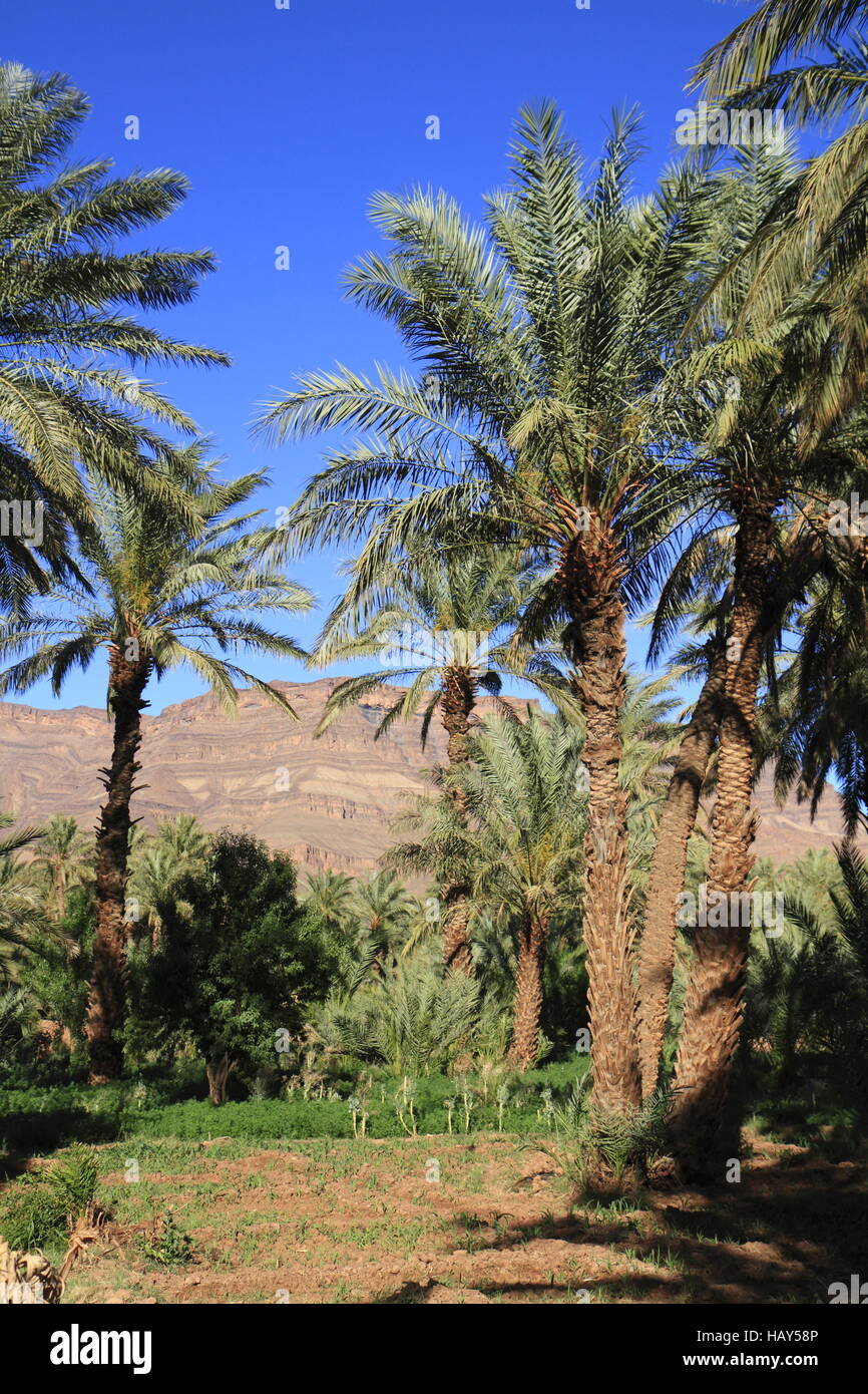 Morocco wadi draa hi-res stock photography and images - Alamy