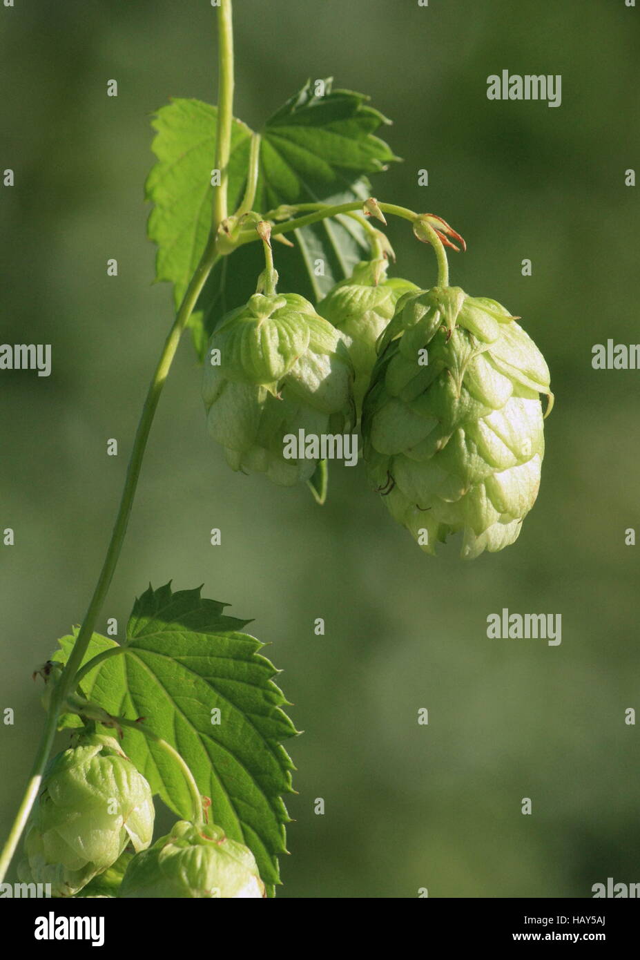 Hop cones, flower Stock Photo - Alamy