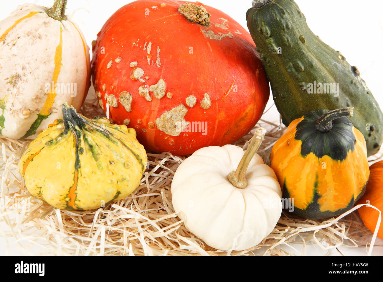 Cucurbita pepo stroh hi-res stock photography and images - Alamy