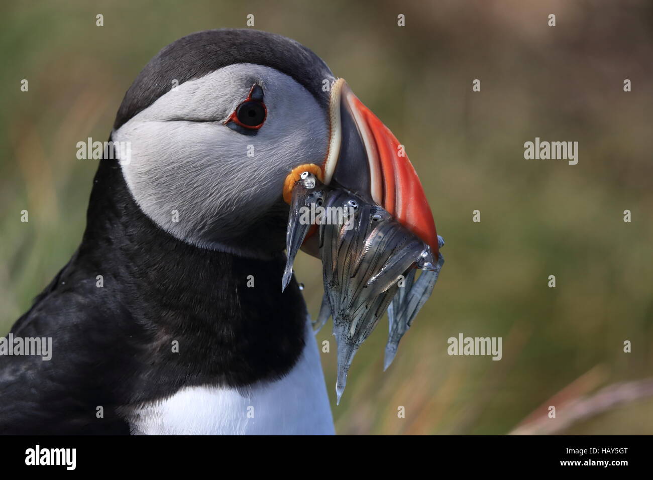 Atlantic Puffin with fish in mouth Iceland Stock Photo - Alamy